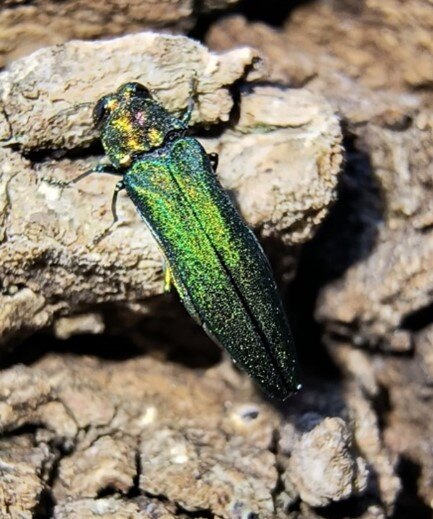Emerald ash borer: an invasive pest of growing threat to ash trees